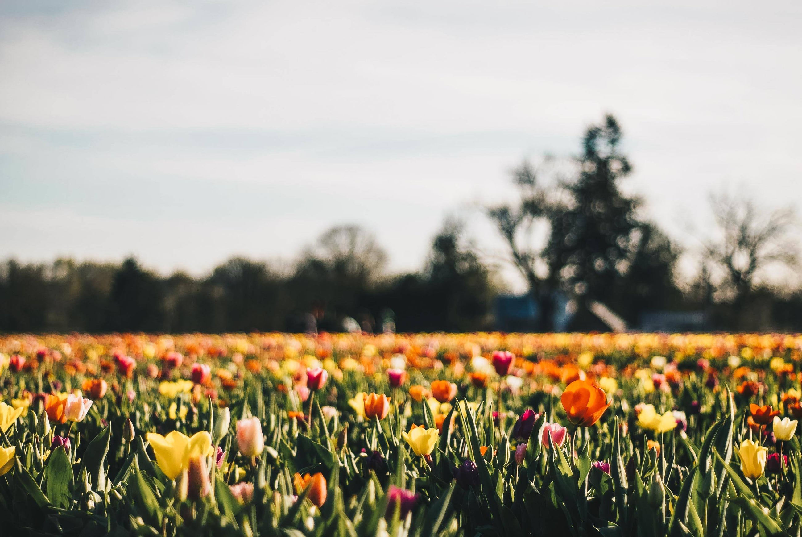 Amsterdam 3D City Model - Overview | CITYFRAMES